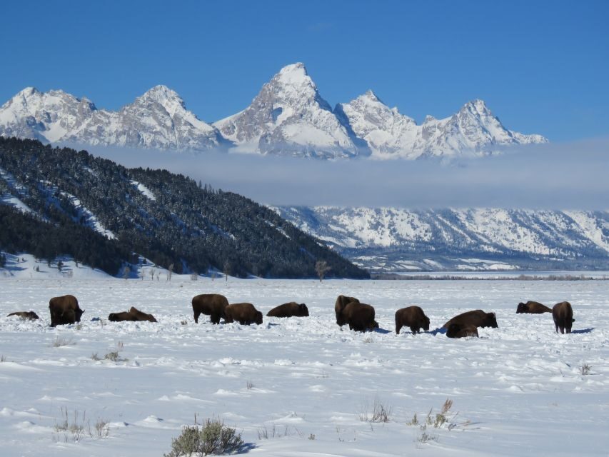 Grand Teton National Park: Wildlife Tour and Sleigh Ride - Weighing the Value — Is It Worth the Price?