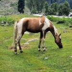 Group Kashmir Deluxe Tour & Tailored Ex Srinagar - Why This Tour Offers Great Value