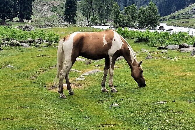 Group Kashmir Deluxe Tour & Tailored Ex Srinagar - Why This Tour Offers Great Value