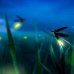 Group Tour: Kuala Selangor Firefly Blinking's including Dinner - Who Will Appreciate This Tour?