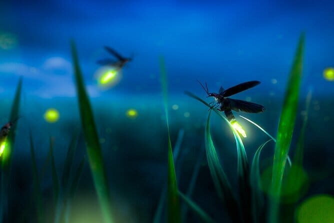 Group Tour: Kuala Selangor Firefly Blinking's including Dinner - Who Will Appreciate This Tour?