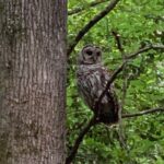 Guided Congaree National Park Kayak Tour - Practical Details: Comfort, Cost, and Booking