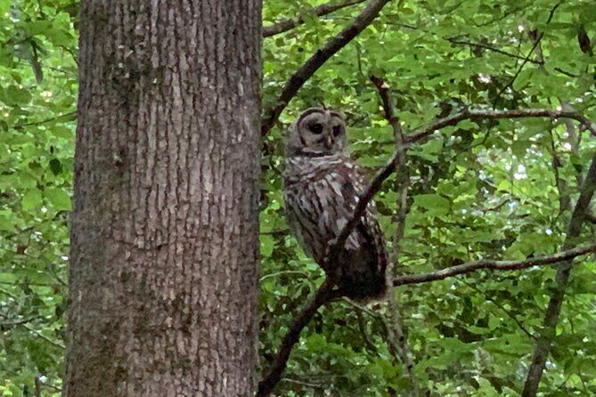 Guided Congaree National Park Kayak Tour - Practical Details: Comfort, Cost, and Booking