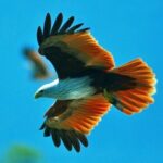 Guided Half Day Mangrove Safari Tour In Langkawi - Sharing Basis - Exploring the Langkawi Mangrove Safari: What to Expect