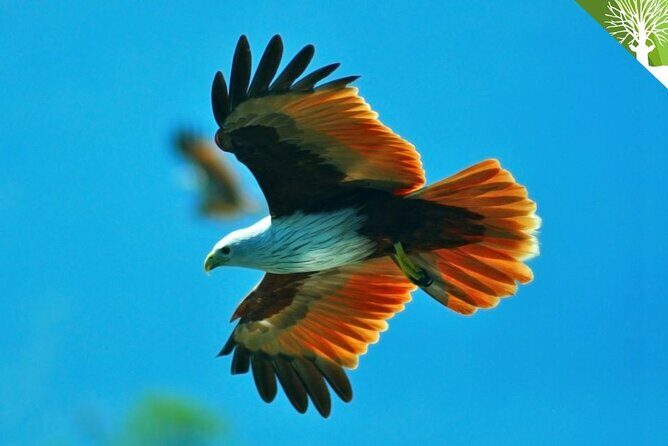 Guided Half Day Mangrove Safari Tour In Langkawi - Sharing Basis - Exploring the Langkawi Mangrove Safari: What to Expect