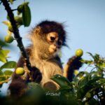 Guided Tour in Costa Maya Chacchoben Ruins History - Practical Details and Logistics