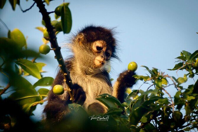 Guided Tour in Costa Maya Chacchoben Ruins History - Practical Details and Logistics
