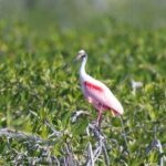 Guided Tour in Sian Ka'an Flora and Fauna Reserve - Why This Tour Offers Great Value