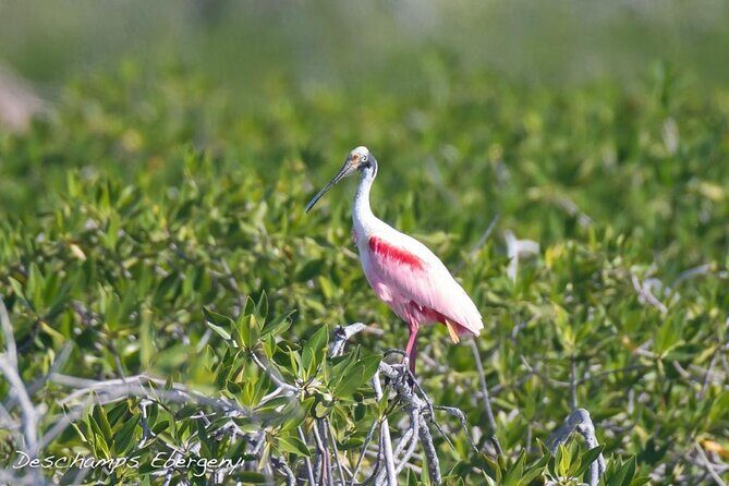 Guided Tour in Sian Ka'an Flora and Fauna Reserve - Why This Tour Offers Great Value