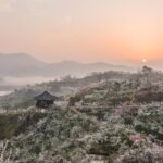 Gwangyang Maewha Flower and Jeonju Hanok Village 1 day trip from Seoul - Authentic Perspectives from Travelers