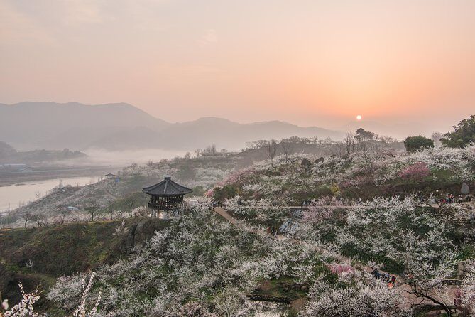 Gwangyang Maewha Flower and Jeonju Hanok Village 1 day trip from Seoul - Authentic Perspectives from Travelers