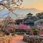 Gwangyang Plum Blossom & Jeonju Hanok Village Day Tour from Seoul - Is It Worth the Price?