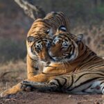 Gypsy Safari : Foreign National -Ranthambore Tiger Reserve - The Itinerary in Detail