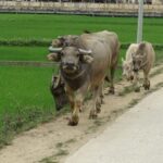 Ha Giang Trekker in 3D3N - What Sets This Tour Apart?