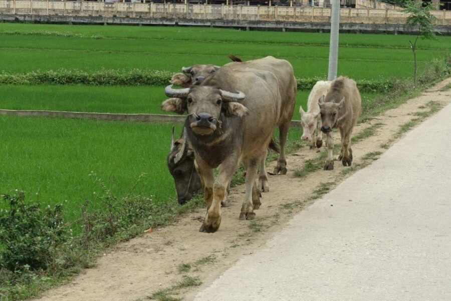 Ha Giang Trekker in 3D3N - What Sets This Tour Apart?