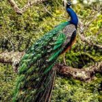 Half Day Activity in Yala Safari - Who Will Enjoy This Experience?