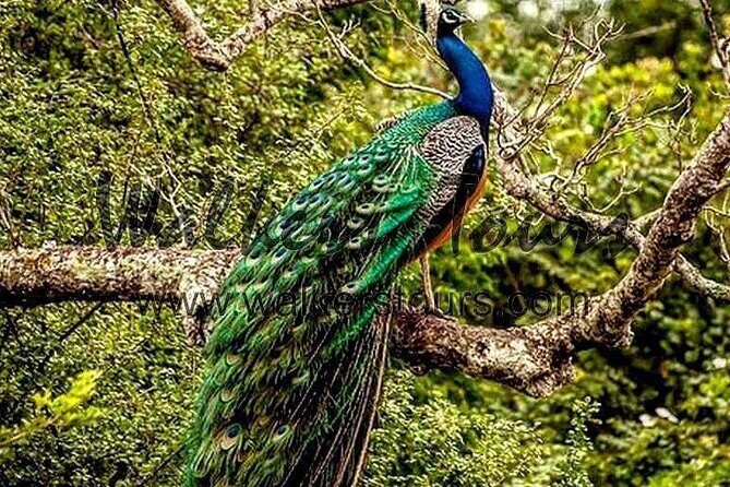 Half Day Activity in Yala Safari - Who Will Enjoy This Experience?