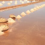 Half-Day Adventure to the Pepper Farm by Scooter - What Makes This Tour Stand Out?