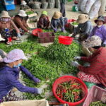 Half day Bike Tour in Hi An Countryside - An In-Depth Look at the Itinerary