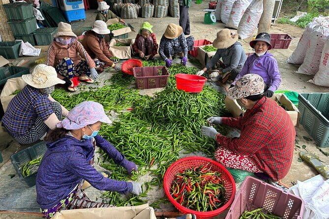 Half day Bike Tour in Hi An Countryside - An In-Depth Look at the Itinerary