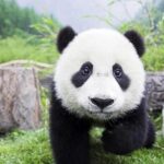 Half Day Chengdu Private Panda Tour - Additional Insights