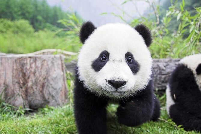 Half Day Chengdu Private Panda Tour - Additional Insights