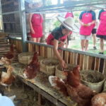 Half Day Cooking Class at Organic Farm & City Garden&Market - Authenticity and Flexibility