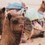 Half Day Desert Safari Jaisalmer - What Makes This Tour Stand Out