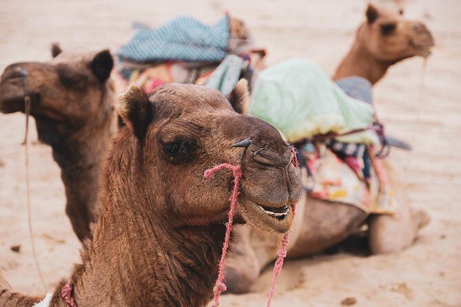 Half Day Desert Safari Jaisalmer - What Makes This Tour Stand Out