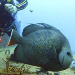 Half Day Dive Trip to the Cozumel reef - The Complete Picture of the Cozumel Reef Trip