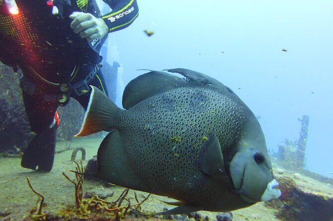 Half Day Dive Trip to the Cozumel reef - The Complete Picture of the Cozumel Reef Trip