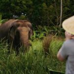 Half Day Elephant Home Sanctuary in Samui - A Genuine Look at the Experience