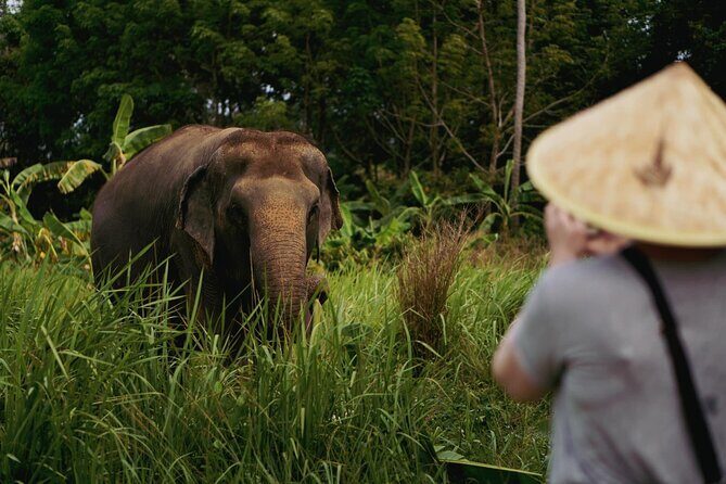 Half Day Elephant Home Sanctuary in Samui - A Genuine Look at the Experience