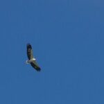 Half-Day Geopark Cruise from Langkawi - Key Points Before You Book