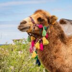 Half Day Guided Camel Safari in Cabo San Lucas - What Past Travelers Say