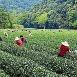 Half-Day Hangzhou Nature Explore with Green Tea Village and Yunxi Bamboo Forest - Stop 2: Longjing Tea Fields – Green Tea in the Countryside