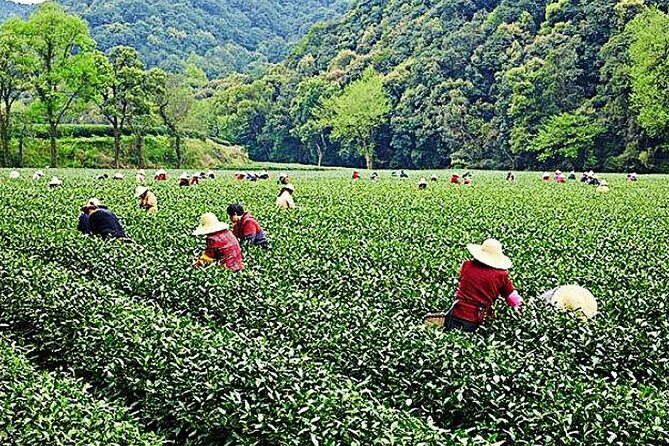 Half-Day Hangzhou Nature Explore with Green Tea Village and Yunxi Bamboo Forest - Stop 2: Longjing Tea Fields – Green Tea in the Countryside