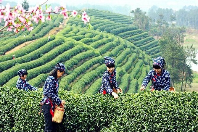 Half-Day Hangzhou Private Tour with Green Tea Village and Lingyin Temple - Authenticity and Value