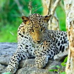 Half-Day Kumana National Park 4 x 4 wheel Safari - Detailed Review of the Safari Experience