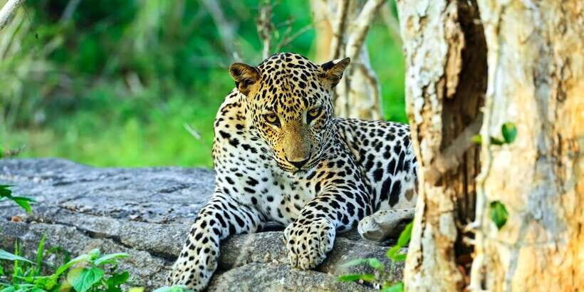 Half-Day Kumana National Park 4 x 4 wheel Safari - Detailed Review of the Safari Experience