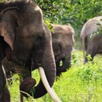 Half-Day Kumana National Park Private Safari with Pickup - Final Thoughts: Who Should Consider This Tour?