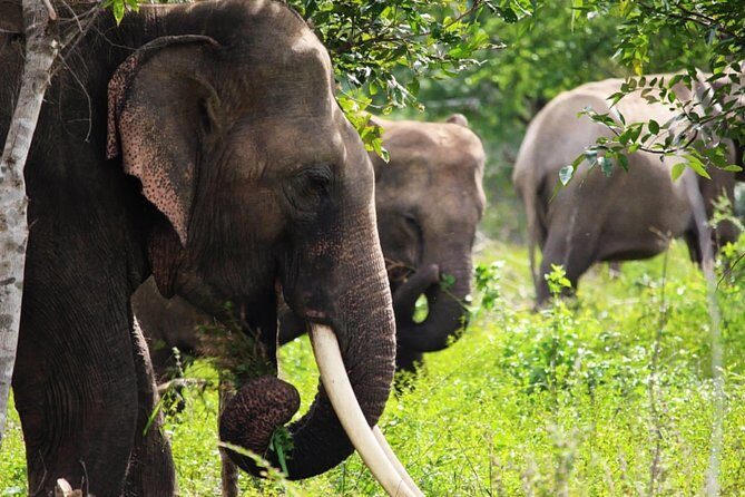 Half-Day Kumana National Park Private Safari with Pickup - Final Thoughts: Who Should Consider This Tour?