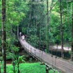 Half-Day Lambir Hills National Park Tour from Miri - An In-Depth Look at the Tour Experience