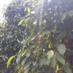 Half-day Motorbike Tour in Phu Quoc Island - Who Should Book This Tour?