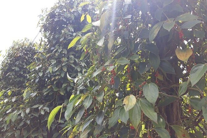 Half-day Motorbike Tour in Phu Quoc Island - Who Should Book This Tour?