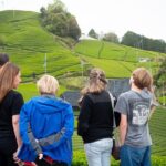 Half Day Nara and Matcha Farm Private Van Tour - Final Thoughts: Who Will Love This Tour?