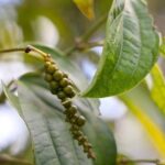 Half-day Phu Quoc Island Experience - The Practicalities: Why This Tour Offers Good Value