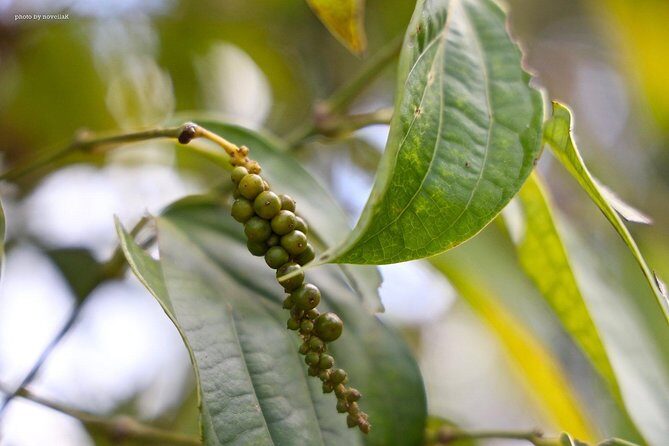 Half-day Phu Quoc Island Experience - The Practicalities: Why This Tour Offers Good Value