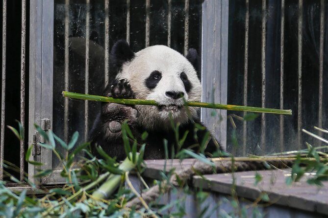 Half Day Private Chengdu Panda Center Layover Tour - Deep Dive into the Experiences Value