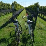 Half Day Private North Fork Bike Tour Thru Wine Cntry in Matituck - The Details: What to Expect and How It All Comes Together